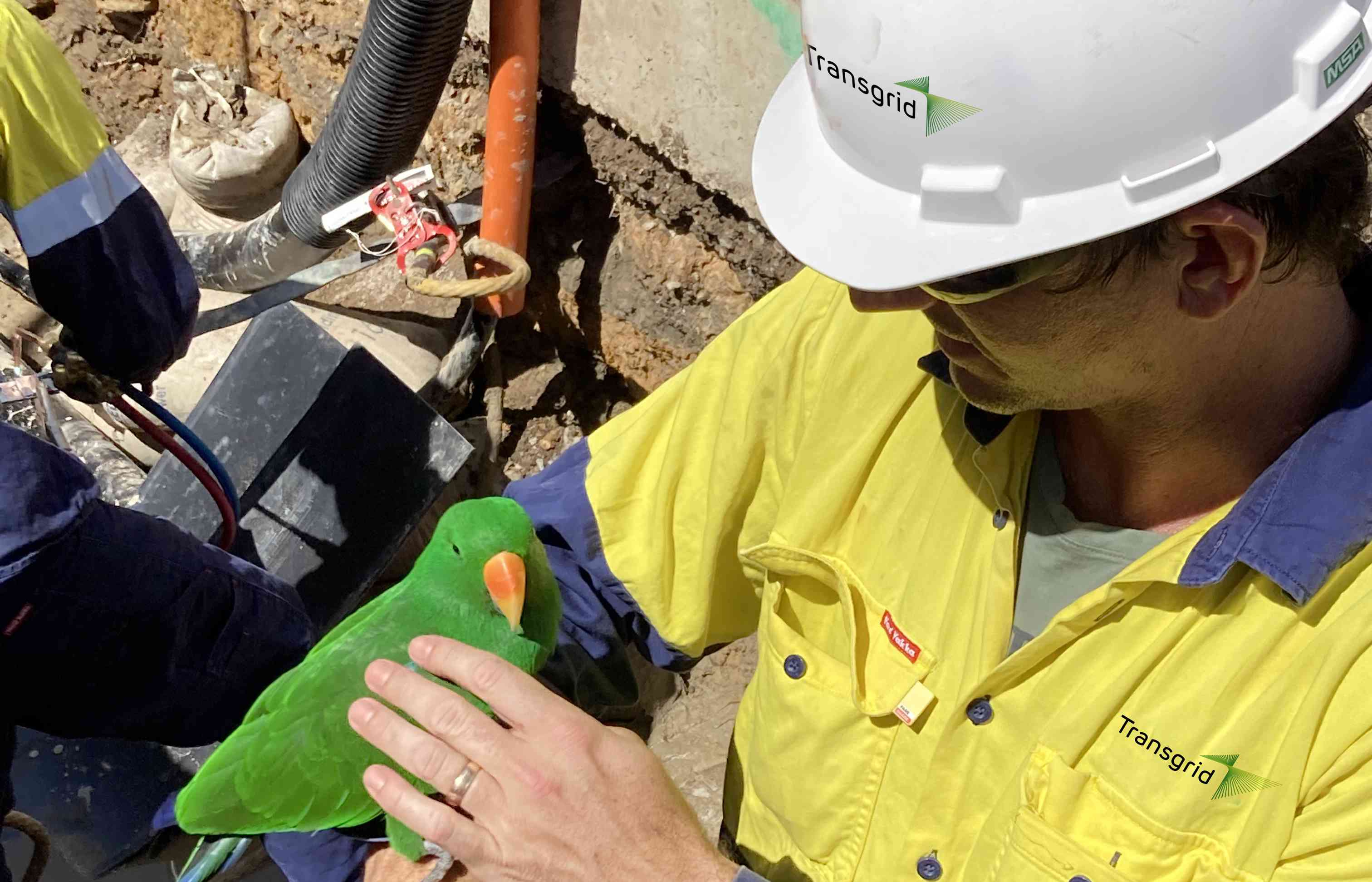 Transgrid Crew Reunite Lost Parrot With Owner | Transgrid
